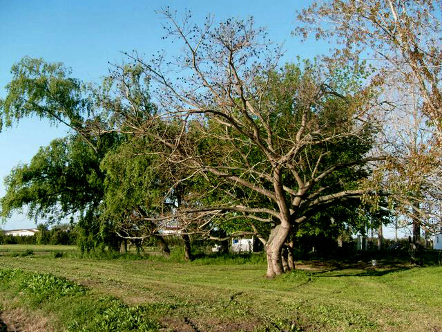 Vivero Montenativo, flora de Uruguay